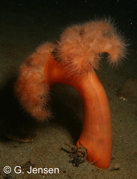 Aberrations-Mutations-Twins